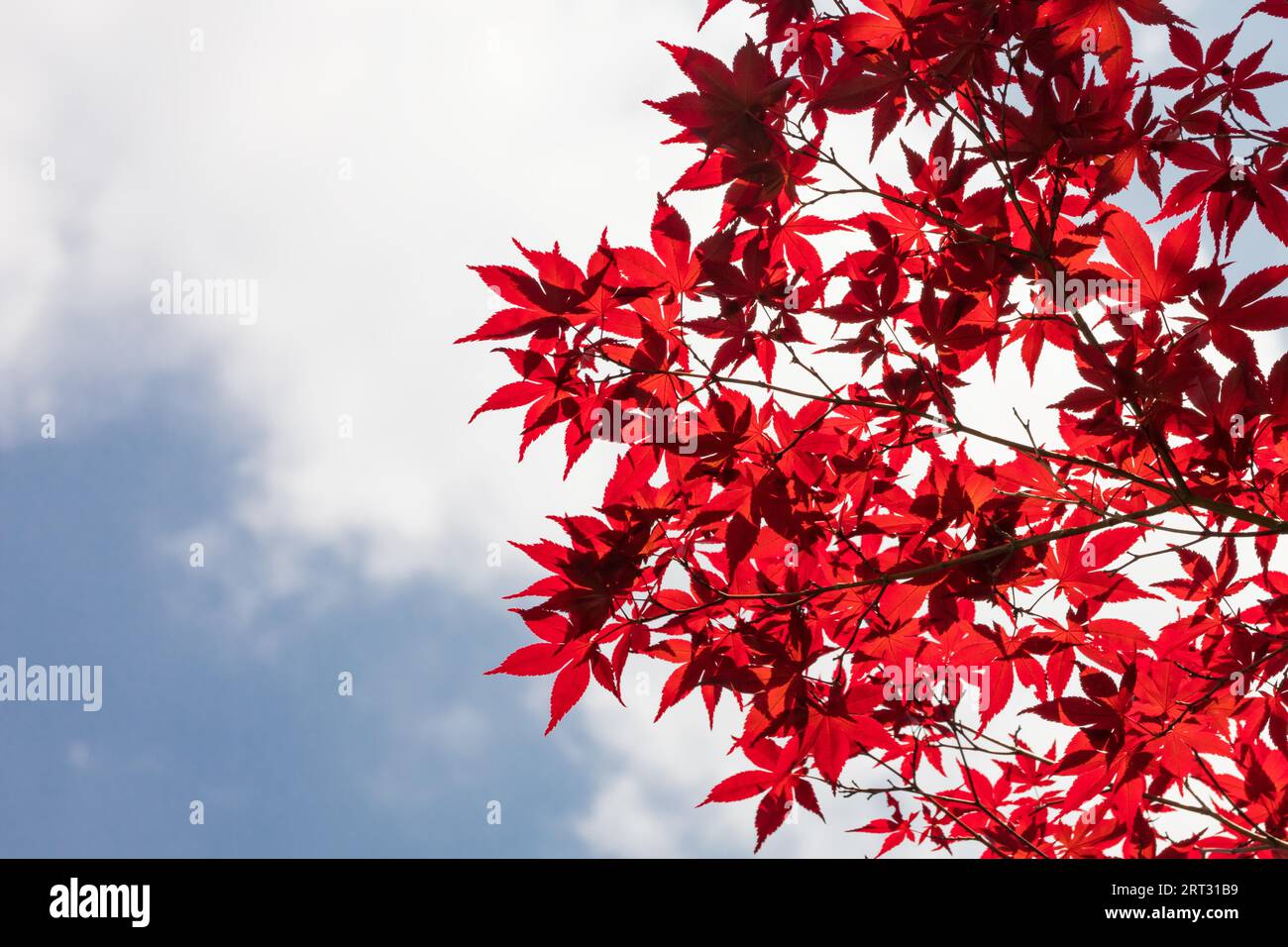 Colorful foliage at Eikando temple (Eikan-do) on a warm spring day in ...