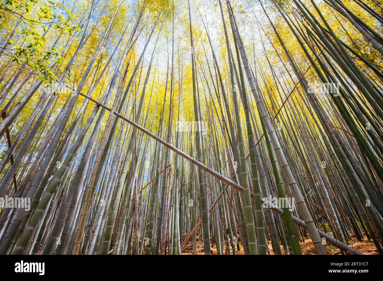 The secret bamboo forest of Fushimi Inari Shrine on a warm spring day ...
