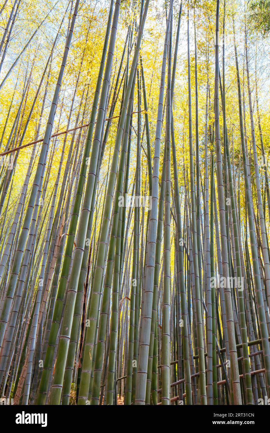 The secret bamboo forest of Fushimi Inari Shrine on a warm spring day ...