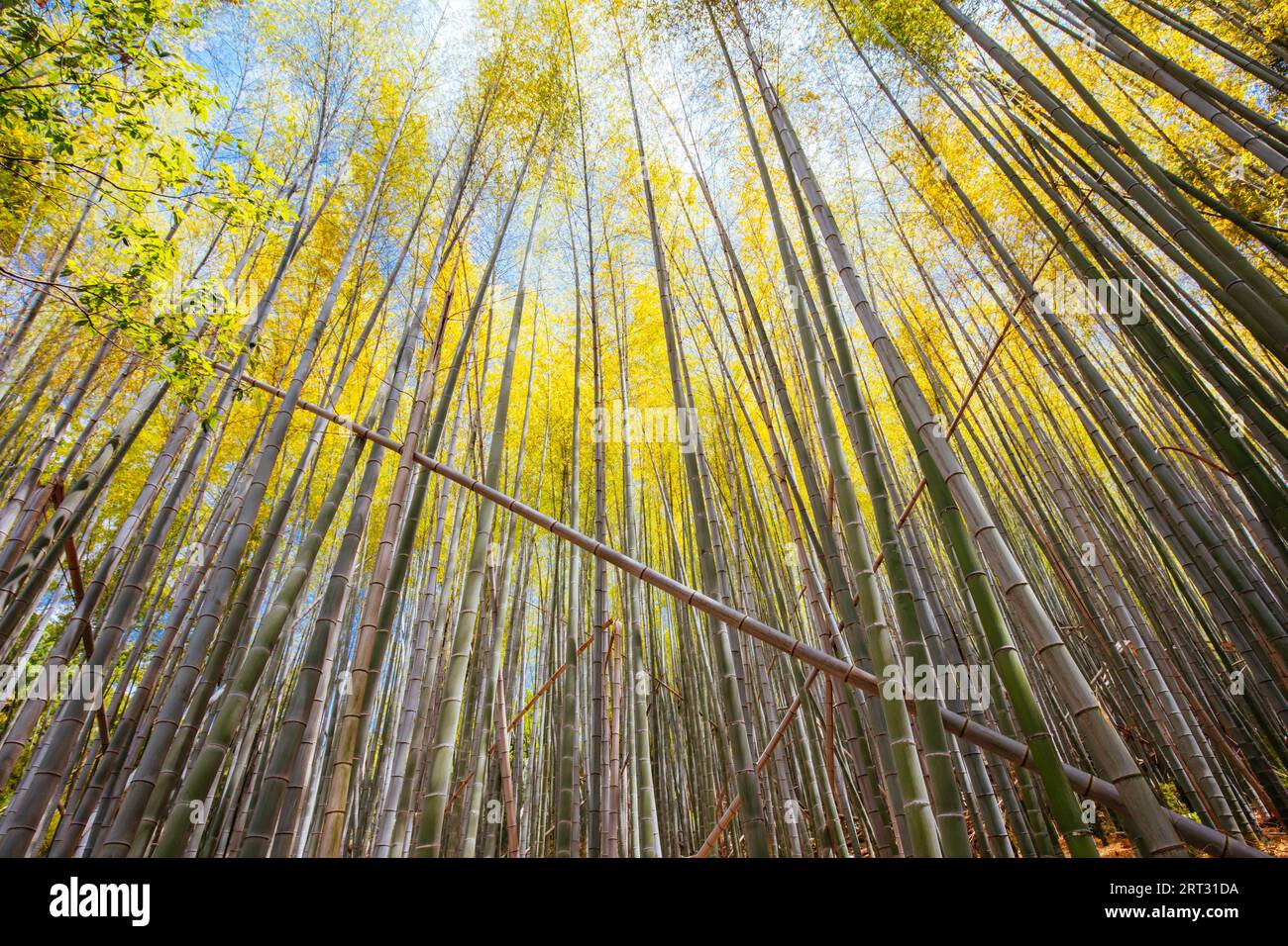 The secret bamboo forest of Fushimi Inari Shrine on a warm spring day ...