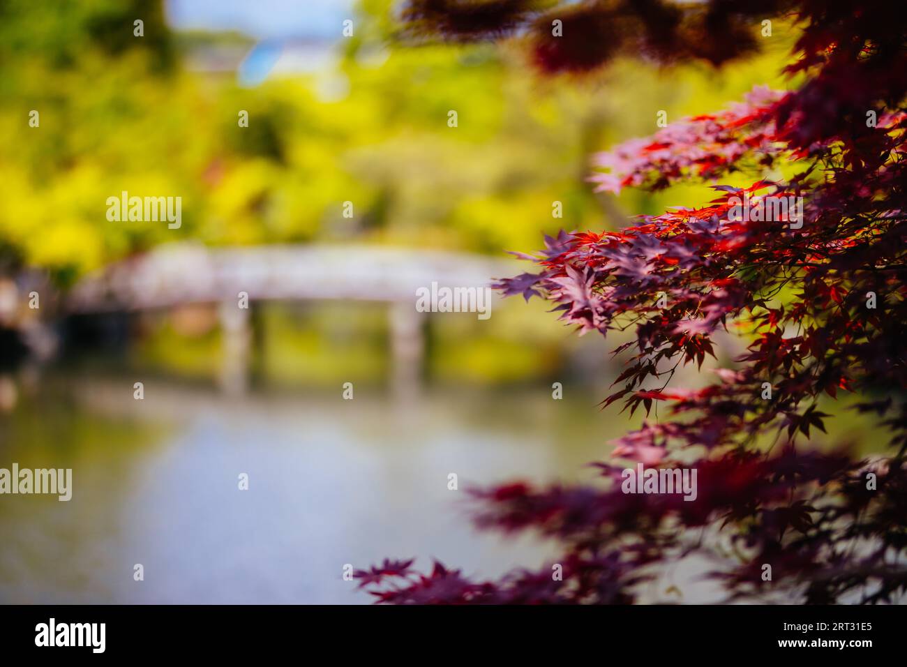 Colorful foliage at Eikando temple (Eikan-do) on a warm spring day in ...