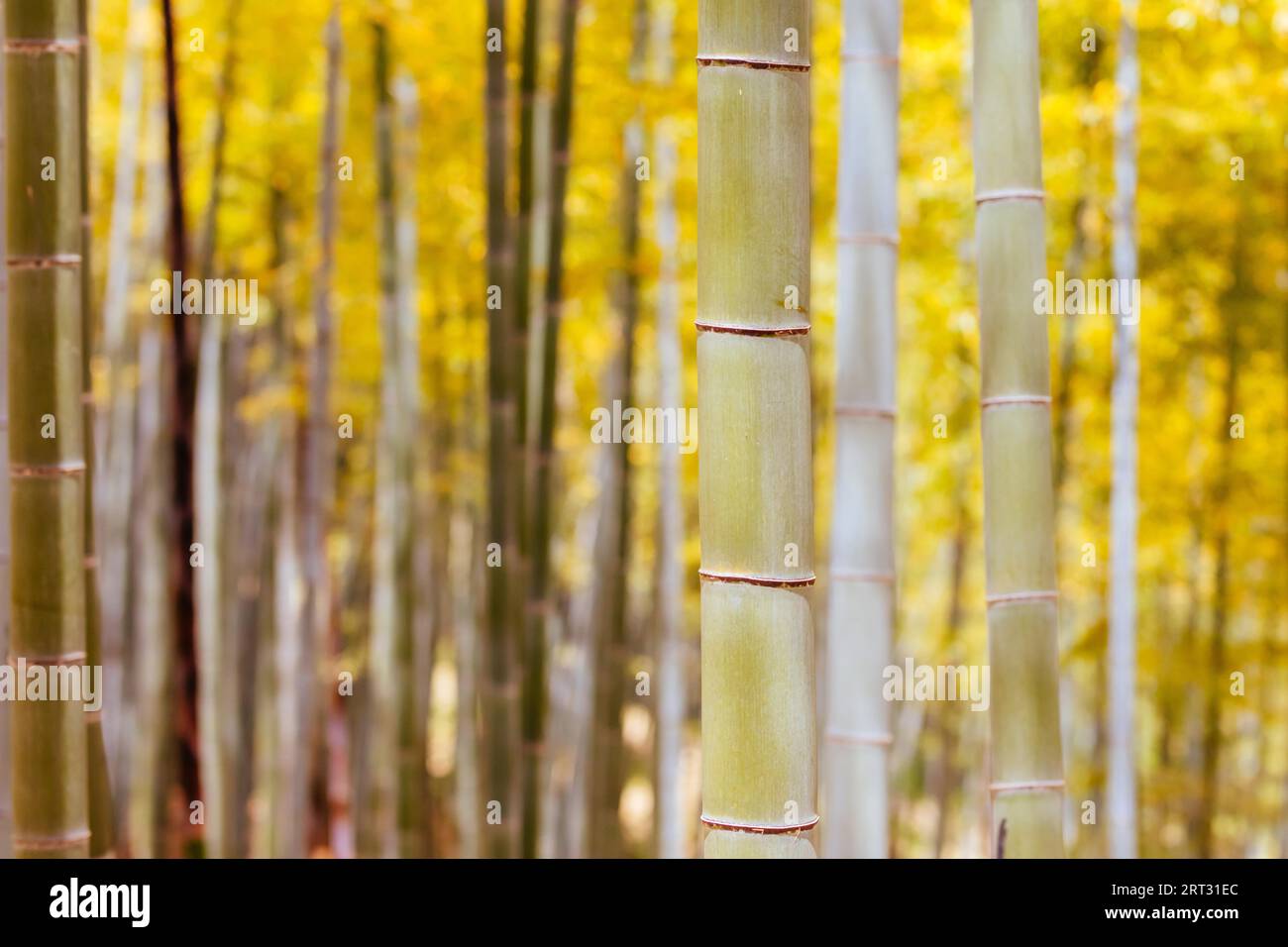 The secret bamboo forest of Fushimi Inari Shrine on a warm spring day ...