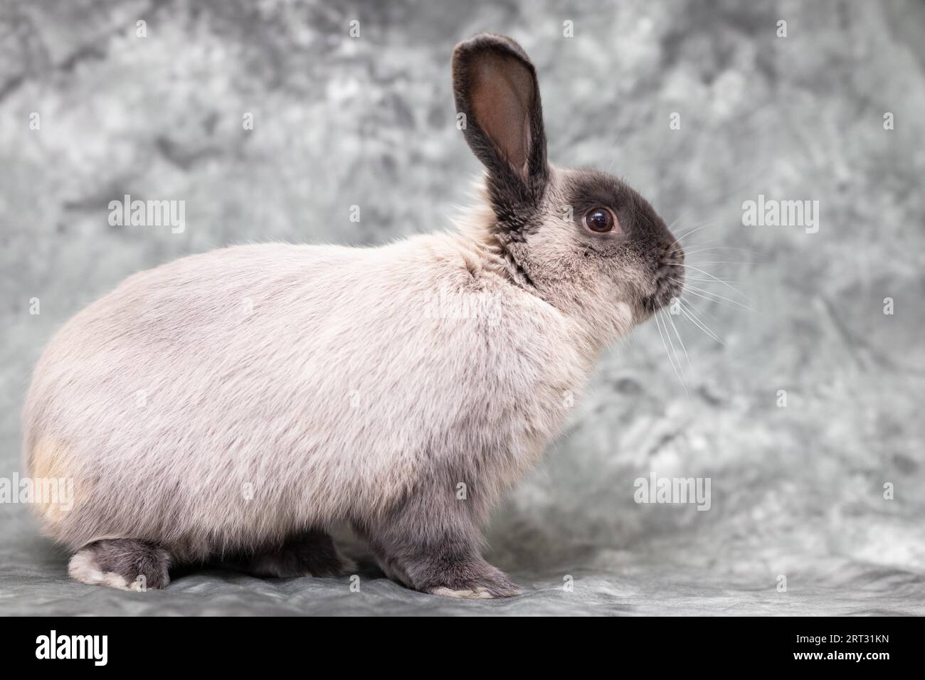 A beautiful grey pet Lop rabbit in a home environment Stock Photo - Alamy