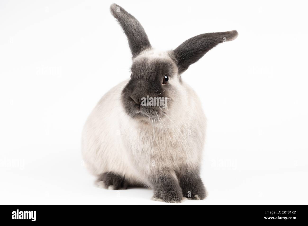 A beautiful mini lop rabbit against an isolated background Stock Photo ...
