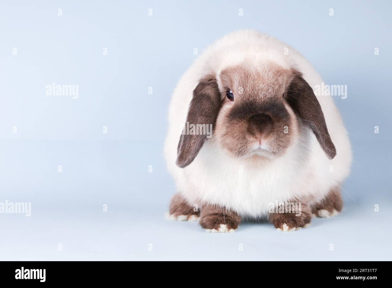 A beautiful mini lop rabbit against an isolated background Stock Photo ...