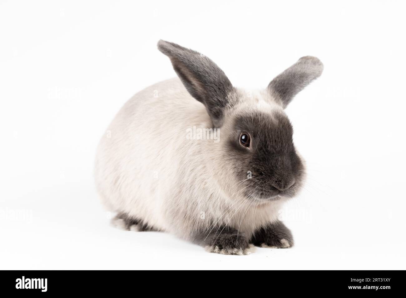 Big lop Cut Out Stock Images & Pictures - Alamy