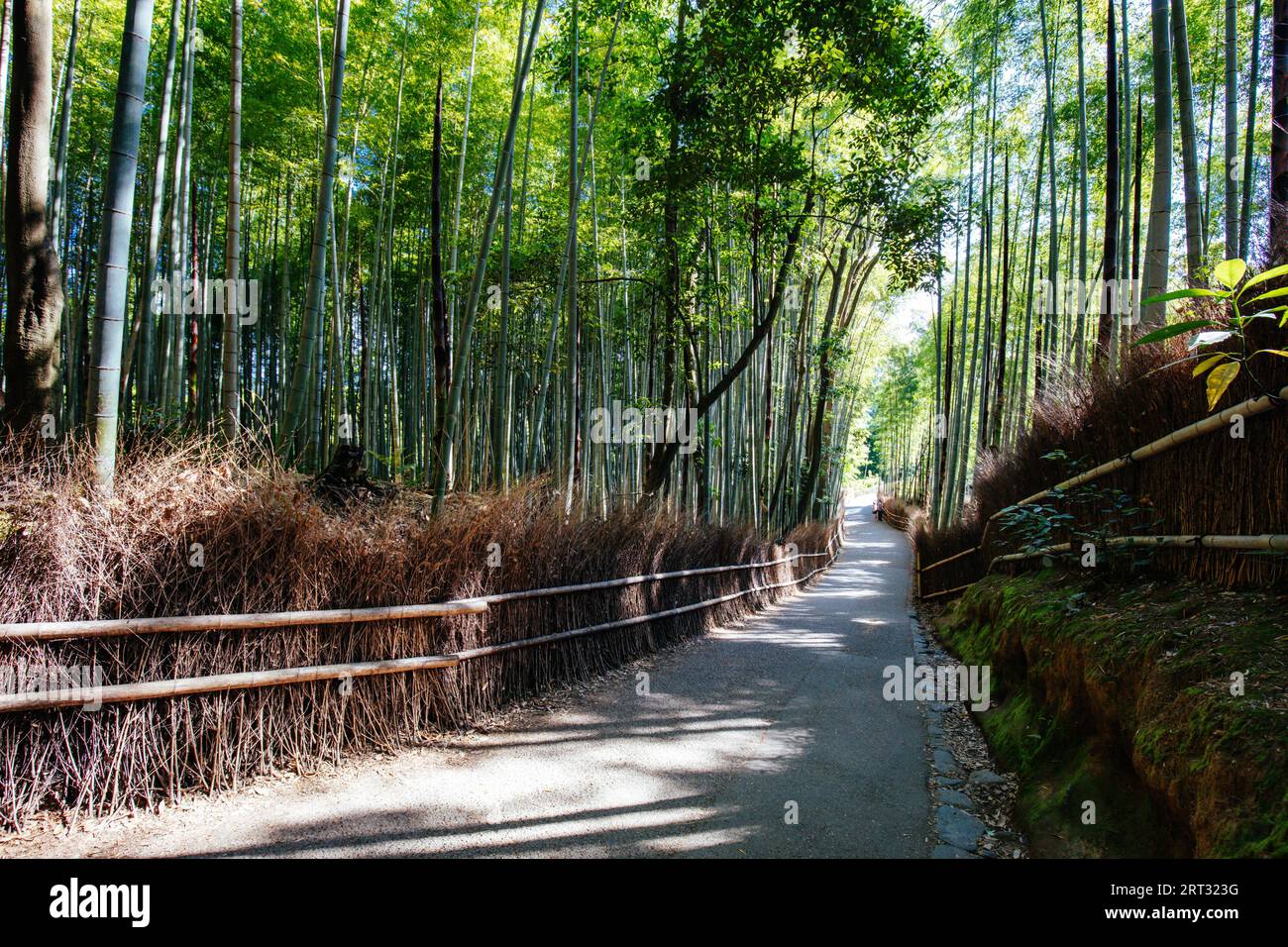 Arashiyama Bamboo Forest early in the morning in Kyoto Japan Stock ...