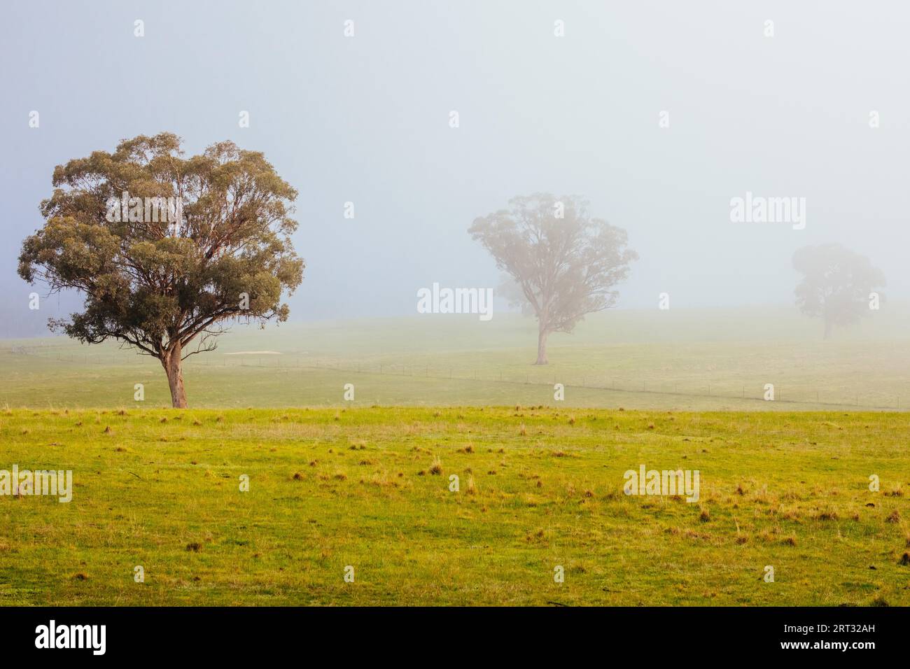 Muckleford Nature Conservation Reserve on a foggy cold winter morning ...