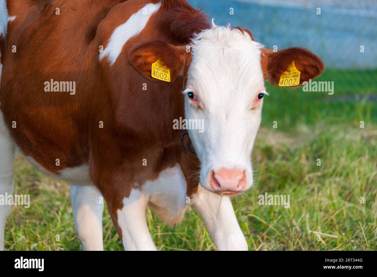 A close-up of a typical Swiss Alpine Brune cow grazing in a lush, green ...