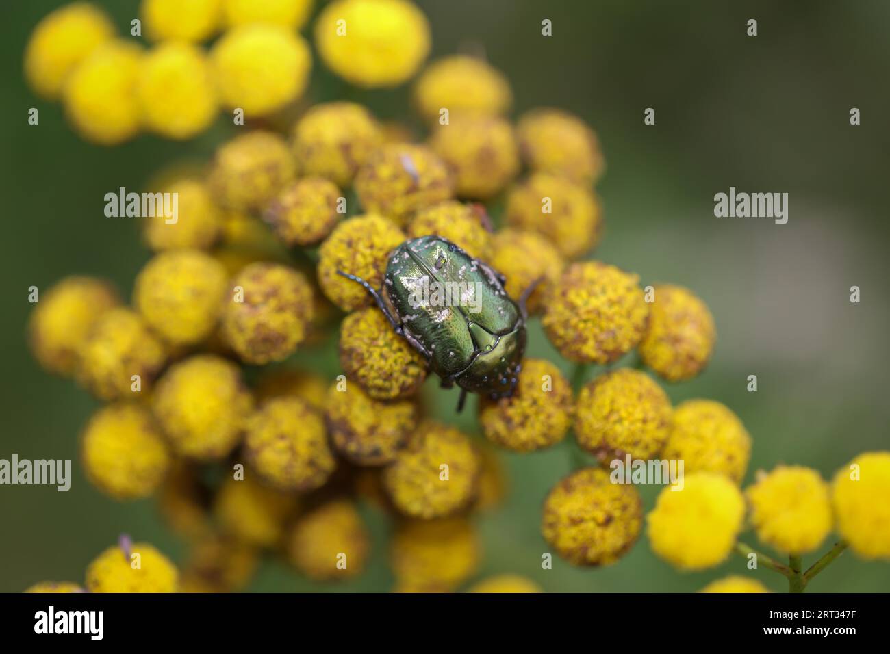 Close-up of a shiny green rosebay beetle on a plant. A tansy Stock ...