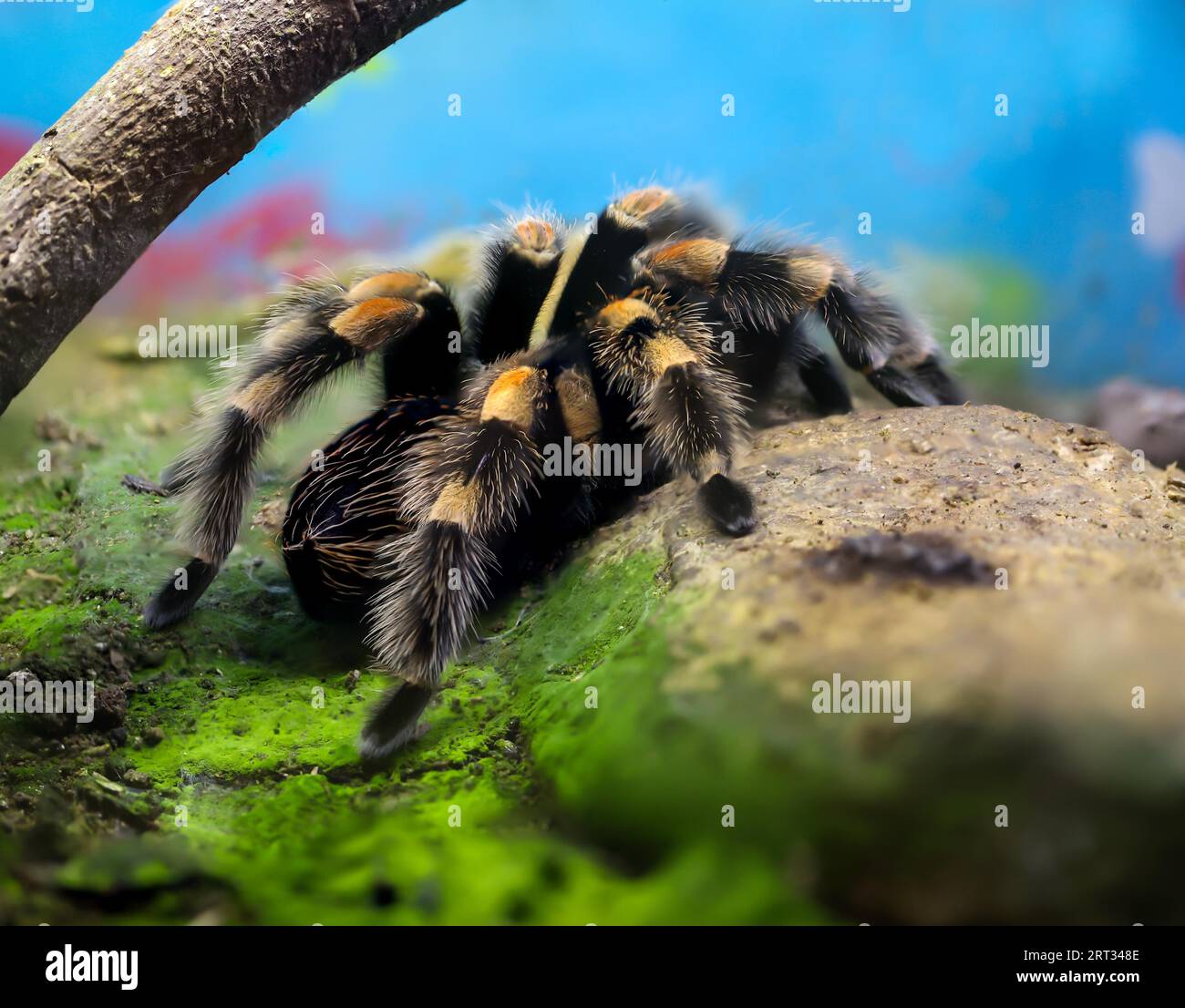 Black tarantula hi-res stock photography and images - Alamy