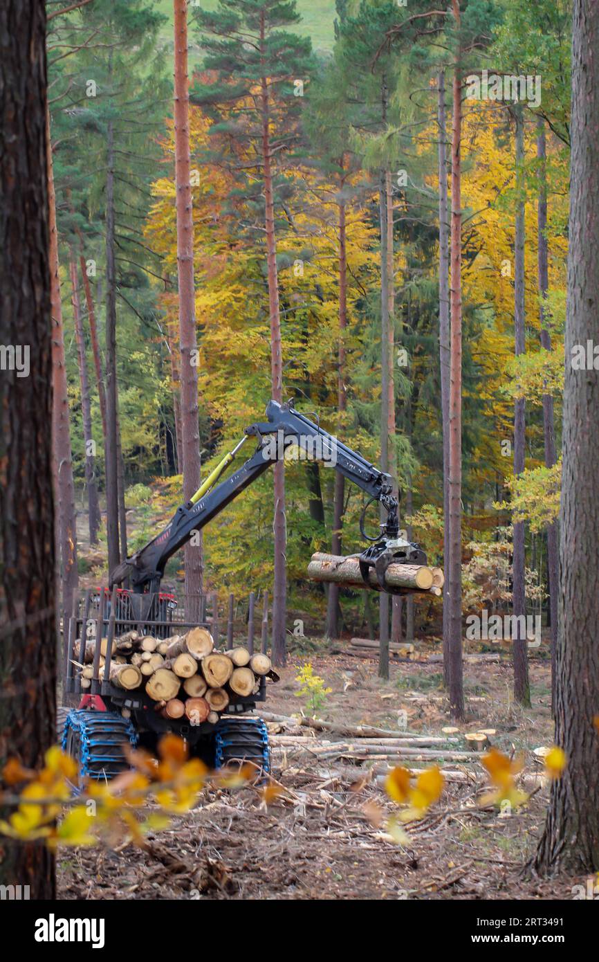 A forestry worker retrieves felled tree trunks from the forest with a ...