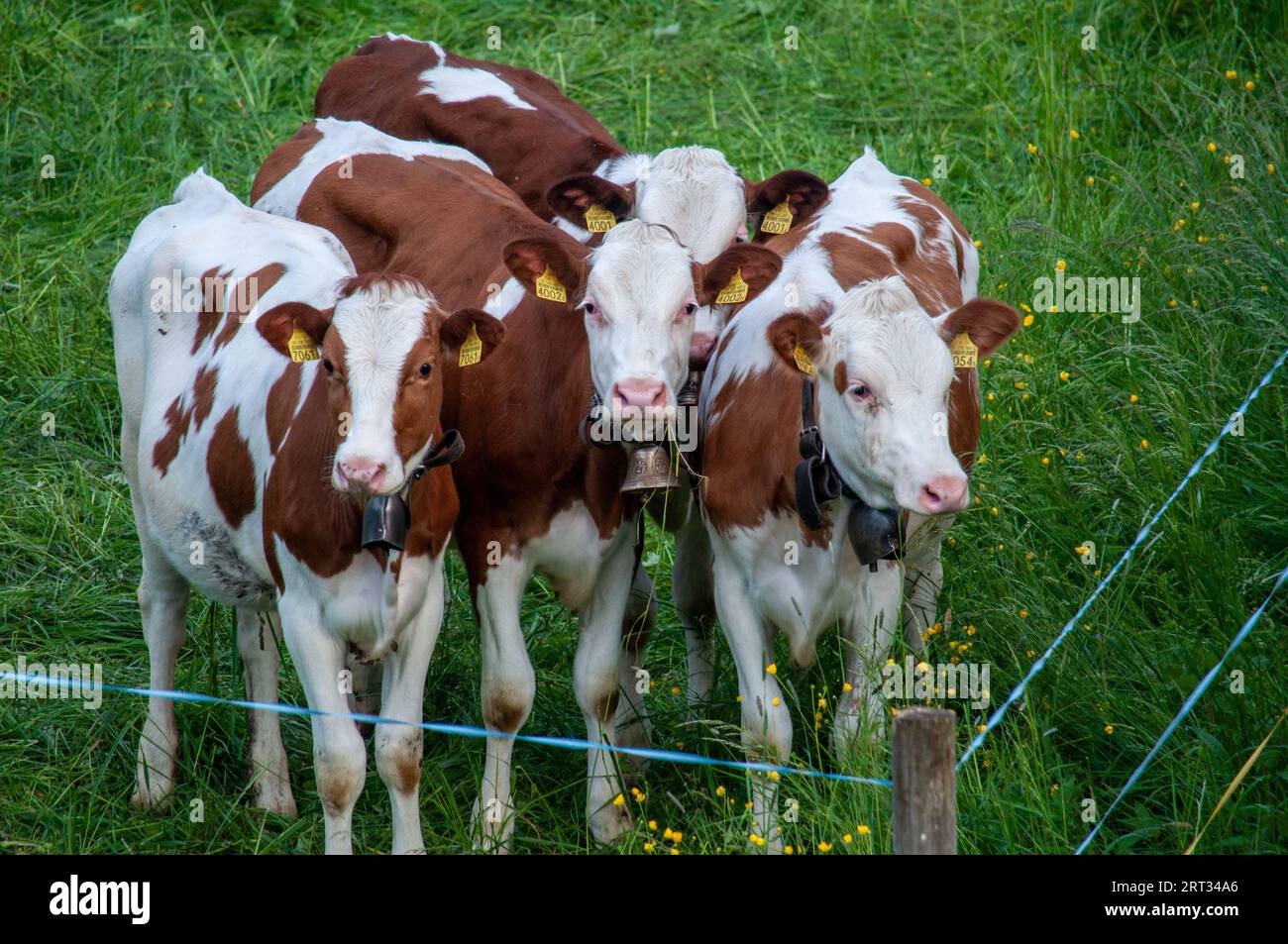 Three cows together hi-res stock photography and images - Alamy