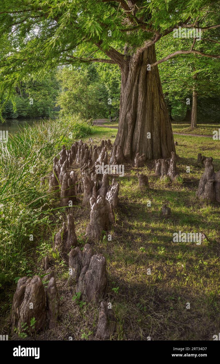 Bald cypress, planted in 1875, tree height: 19 metres, trunk diameter ...