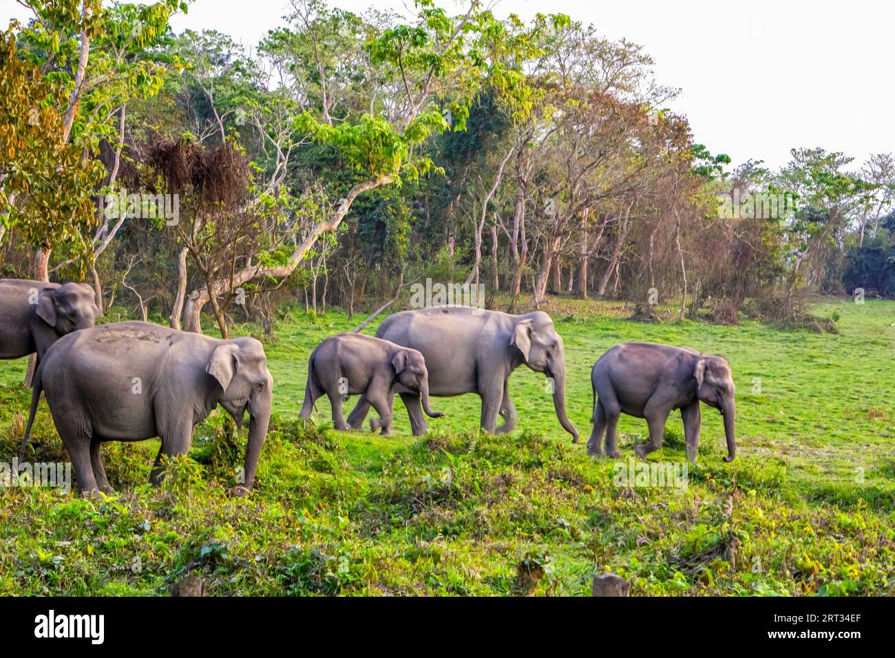 A herd of Asian Elephants are on their way to a different feeding ...