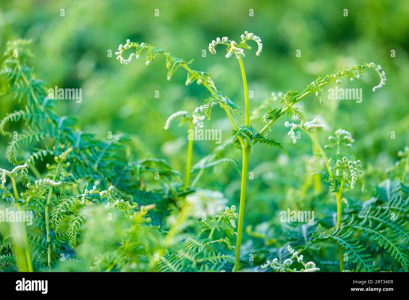 Woodland ferns hi-res stock photography and images - Alamy