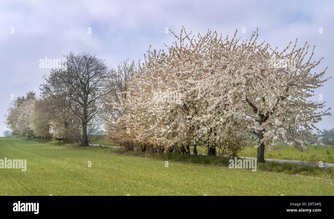 Group of trees in May Stock Photo - Alamy
