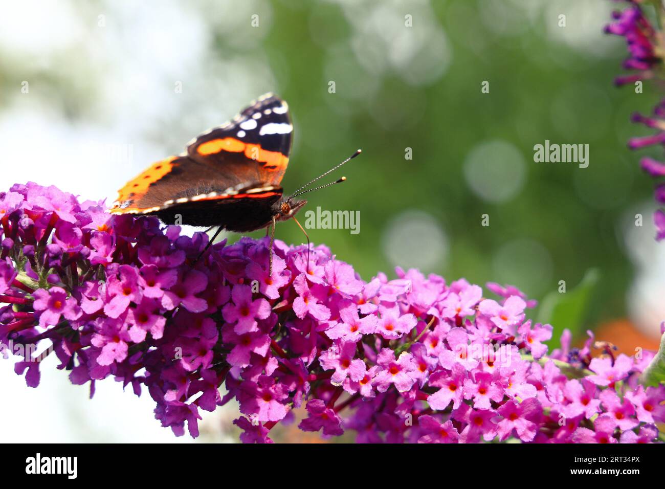 Butterfly bush blossom close hi-res stock photography and images - Alamy