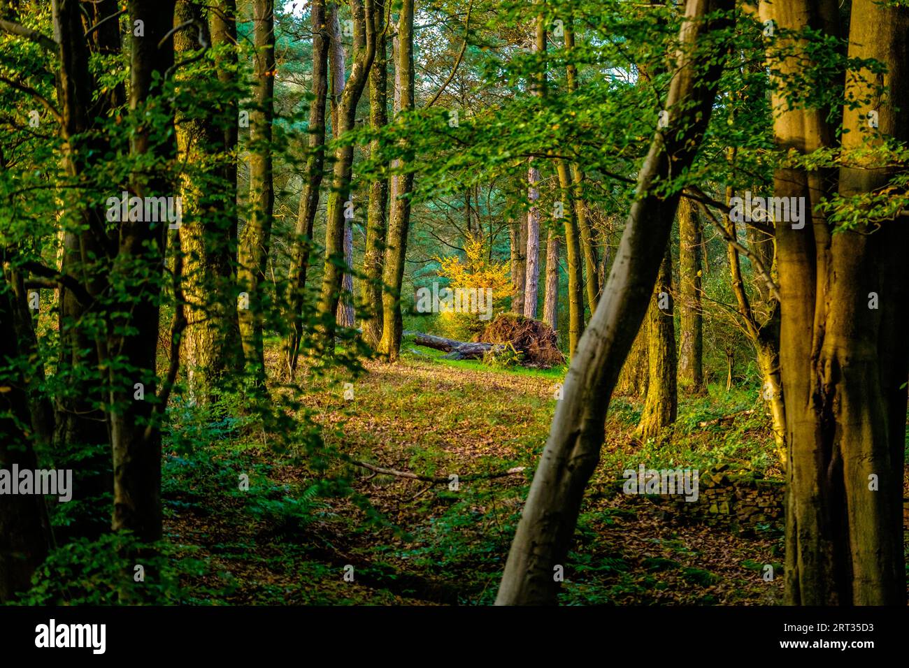 Woodland scene hi-res stock photography and images - Alamy