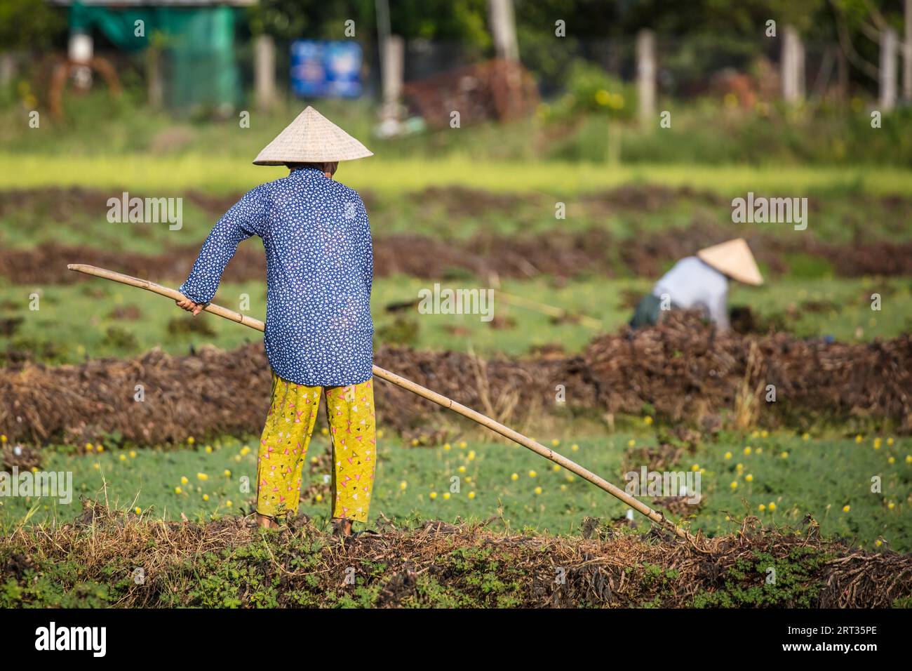 Unidentified local people harvesting rice in a paddy field near the ...