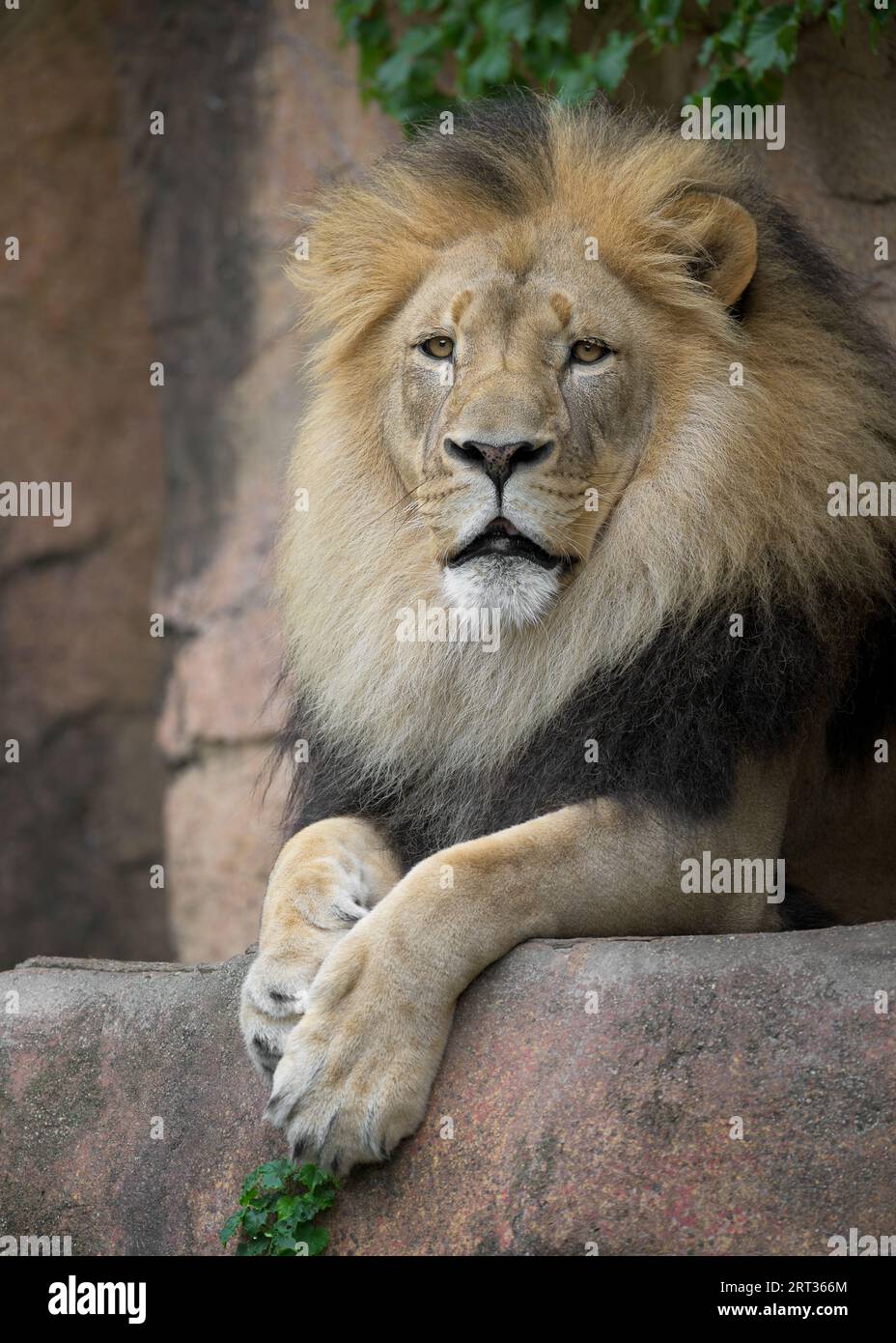 Male African lion (Panthera leo) closeup portrait Stock Photo - Alamy