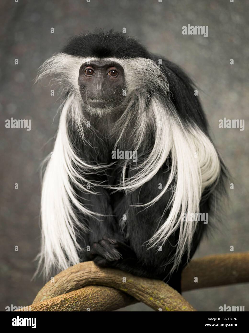 Angolan black white colobus colobus hi-res stock photography and images ...