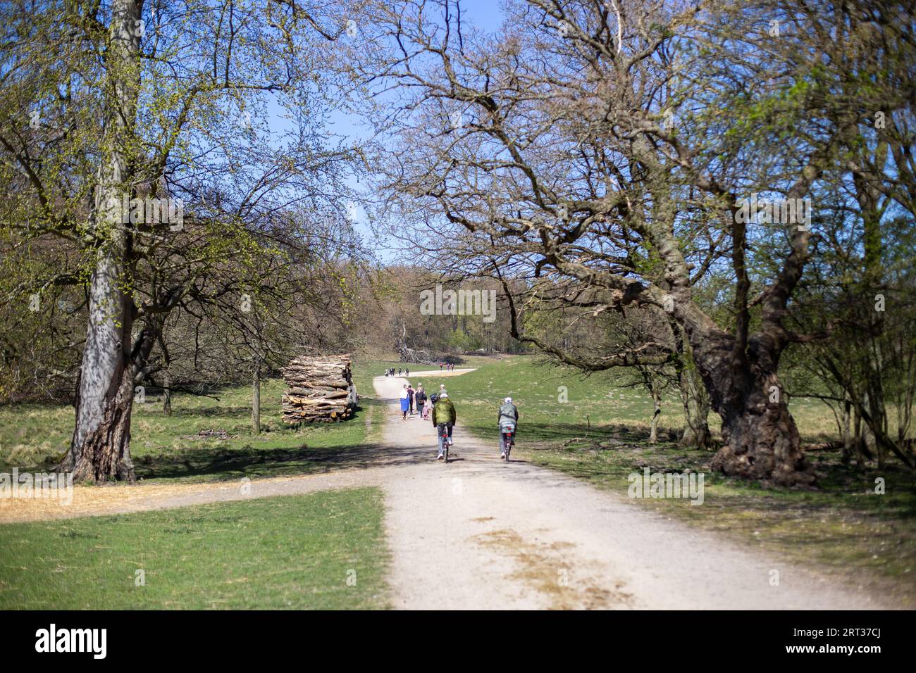 Dyrehaven park copenhagen hi-res stock photography and images - Alamy