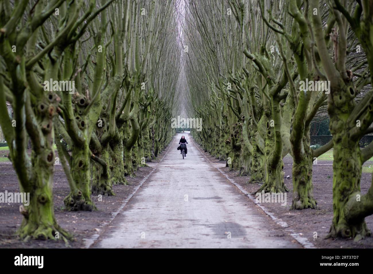 Copenhagen, Denmark, October 21, 2017: A moody tree alley on the Vestre ...