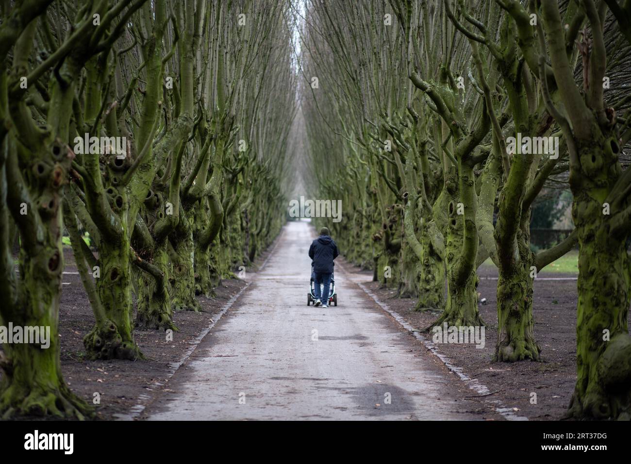 Copenhagen, Denmark, October 21, 2017: A moody tree alley on the Vestre ...