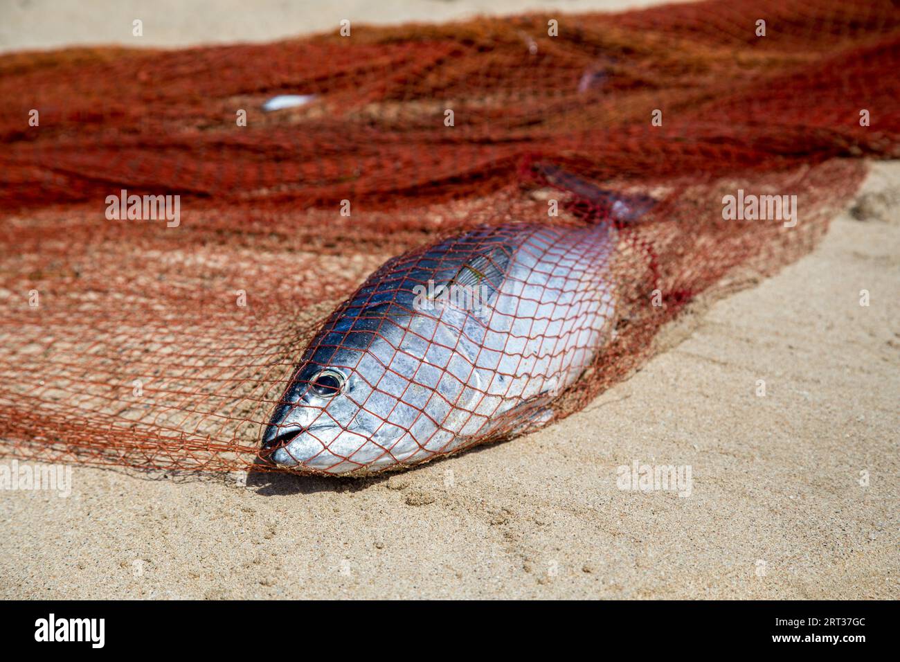 A single dead fish in a fishing net on a sandy beach Stock Photo - Alamy