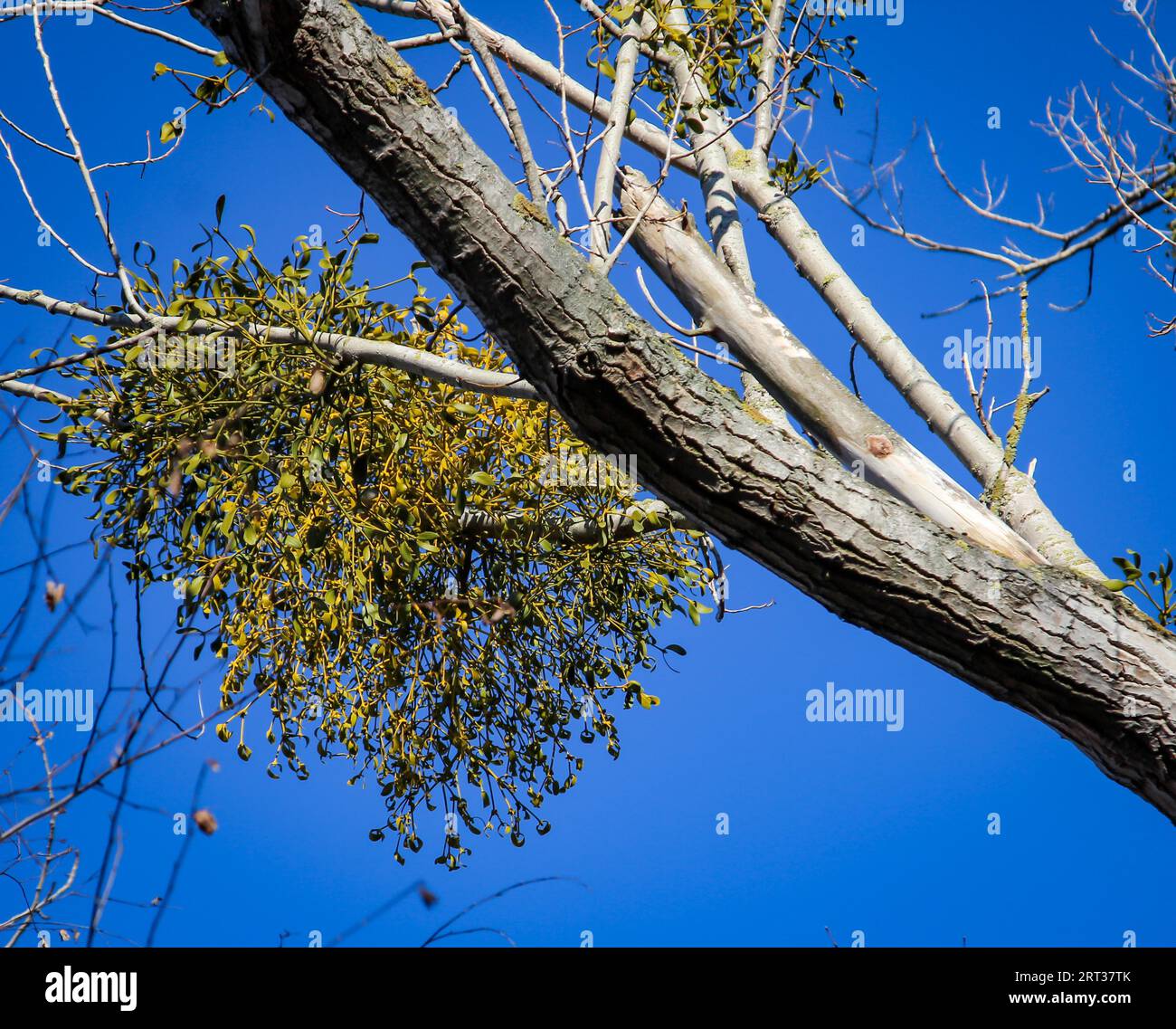 Parasitic mistletoe plant Stock Photo - Alamy