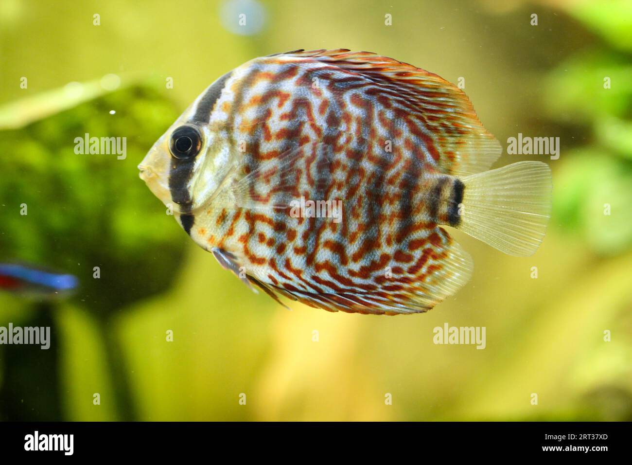 Discus (Symphysodon) in the aquarium. Discus are fish from the genus ...