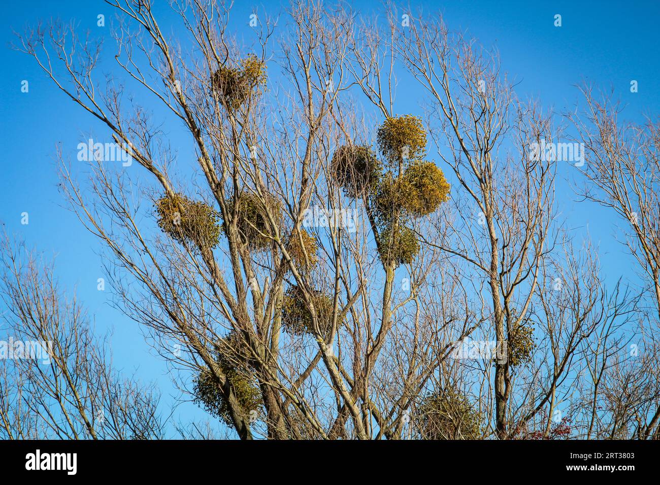 Parasitic mistletoe plant Stock Photo - Alamy