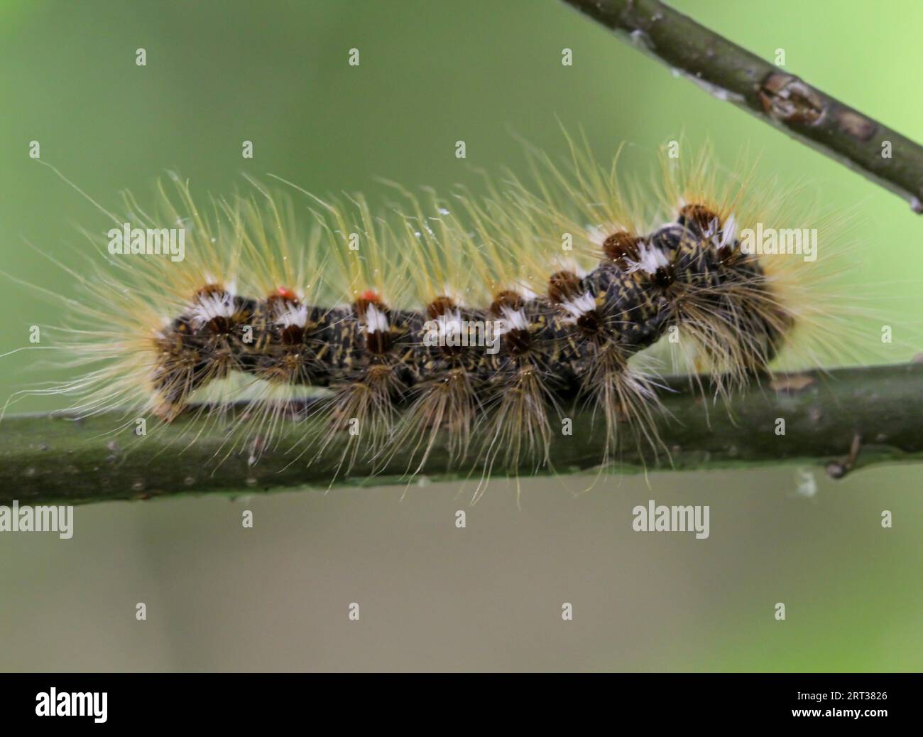The caterpillar of a goldafter, butterfly on a plant Stock Photo - Alamy