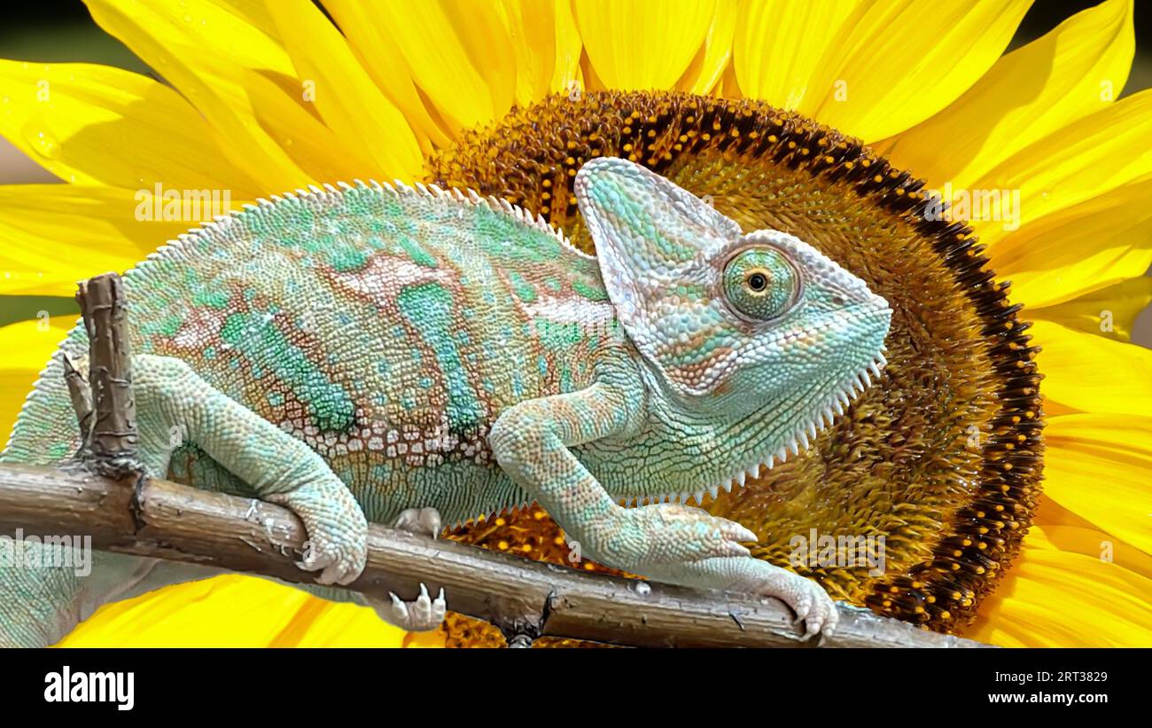 Camelion hi-res stock photography and images - Alamy