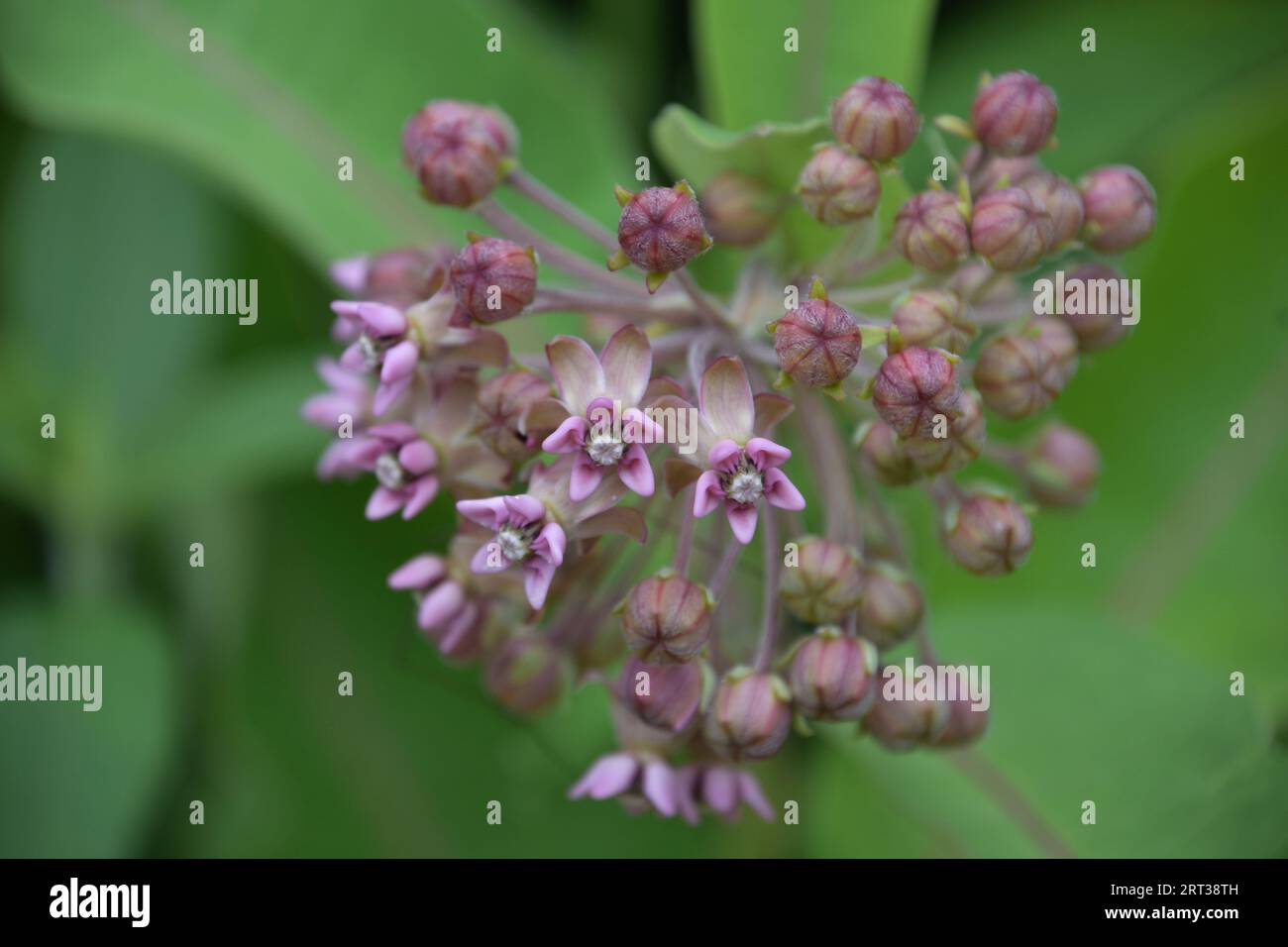 Budding and flowering pink milkweed plant in a garden Stock Photo - Alamy