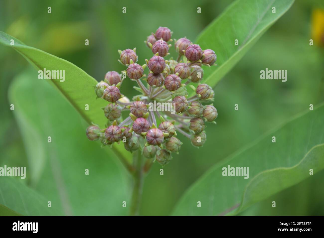 Beautiful budding and flowering milkweed ready to bloom in a garden ...