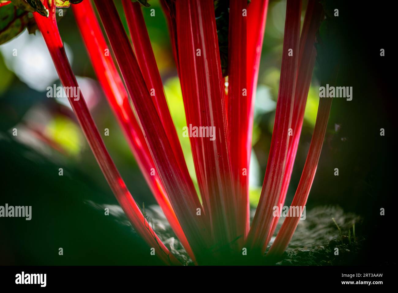 West Dean, Wiltshire, September 4th 2023: Rhubarb stems Stock Photo - Alamy