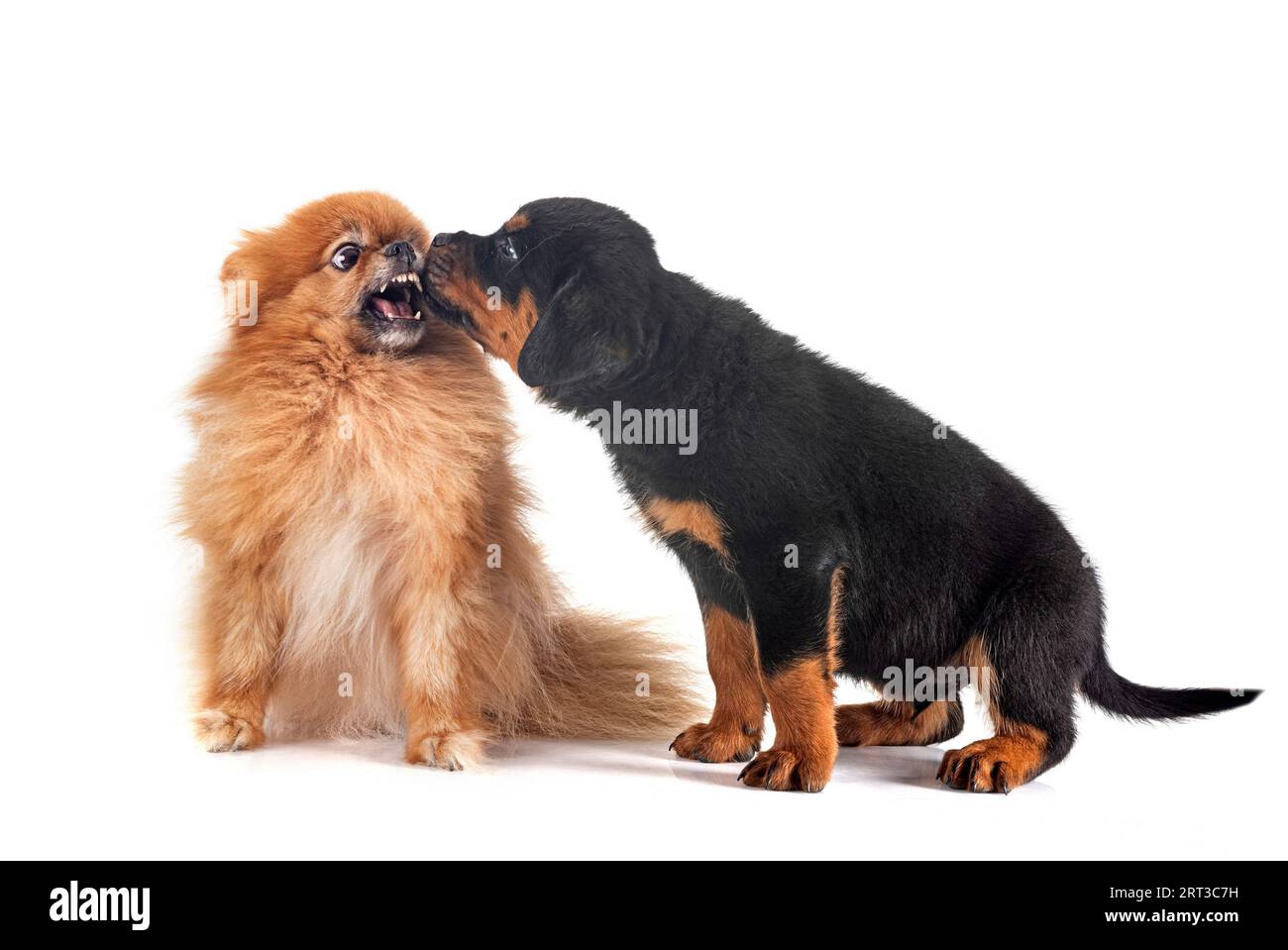 young pomeranian and puppy rottweiler in front of white background ...