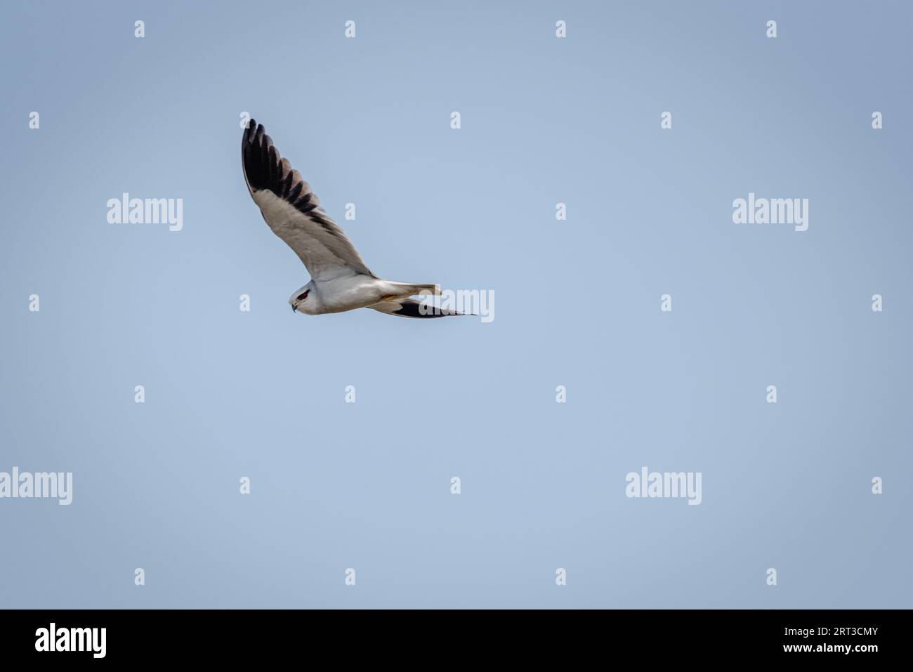 Black-shouldered kite, is a small raptor flying high and looking below ...
