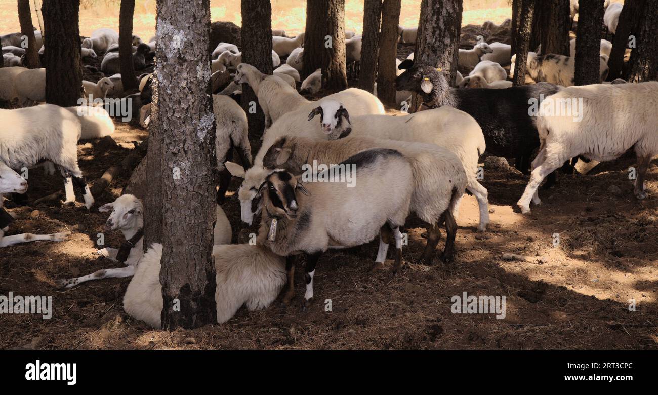 Flock of sheep between trees hi-res stock photography and images - Alamy
