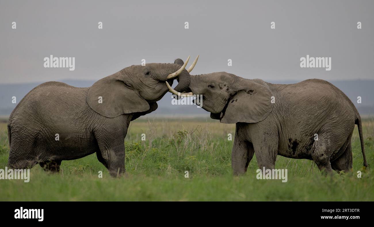 Two young elephants facing each other practicing fight in Amboseli ...