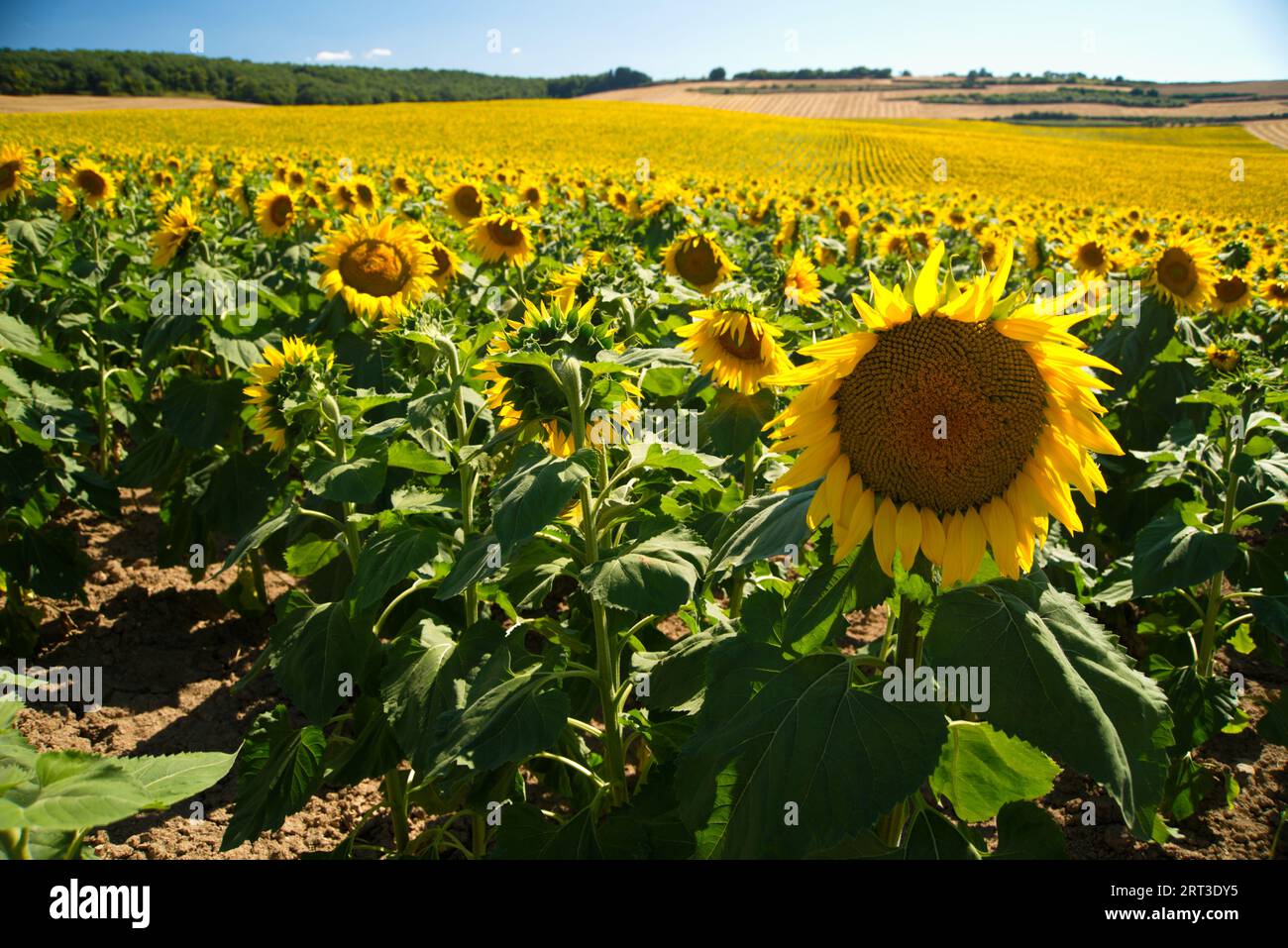 Campos de girasoles hi-res stock photography and images - Alamy
