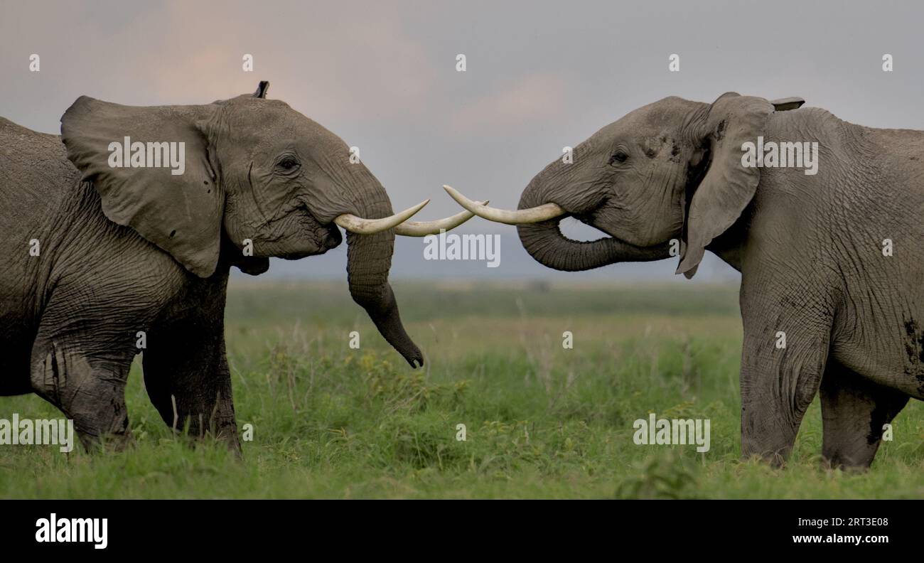 Two young elephants facing each other practicing fight in Amboseli ...