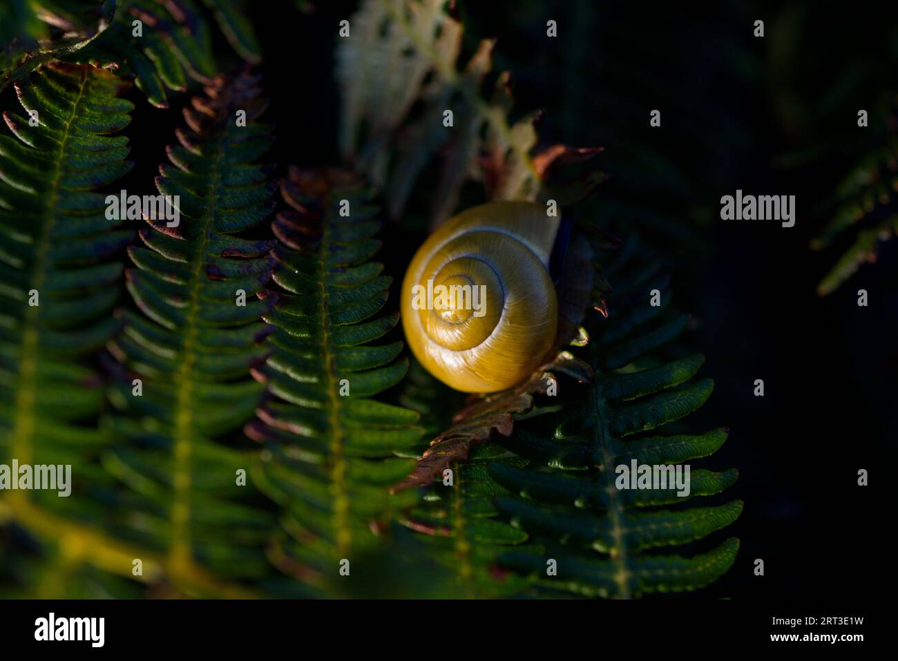Snail shell on ferns. oncha de caracol sobre helechos Stock Photo - Alamy