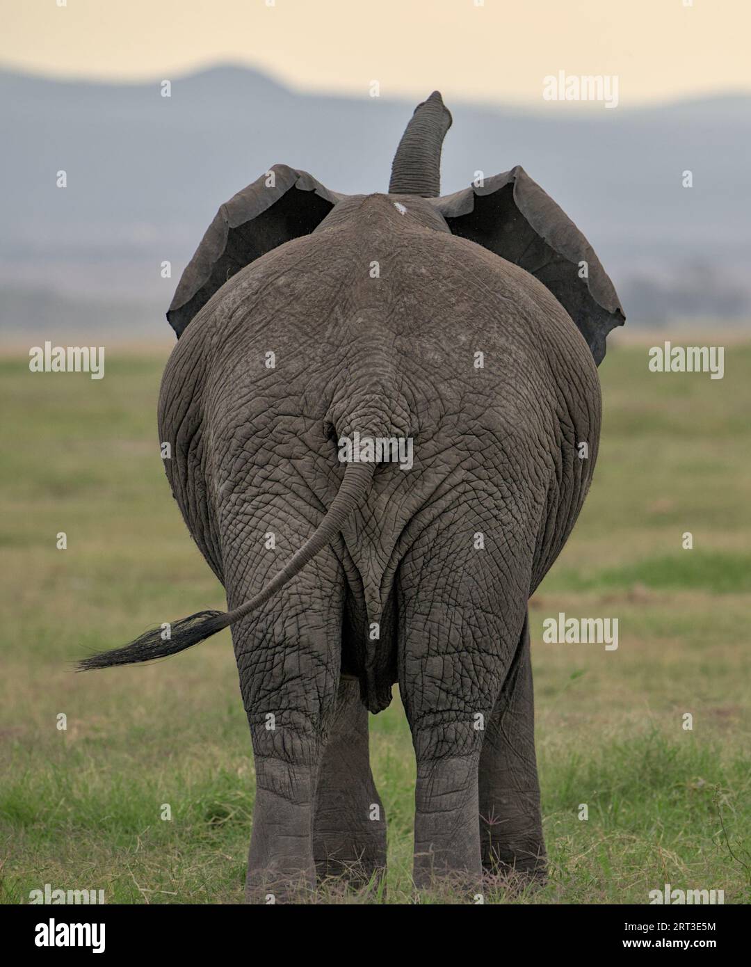 Elephant showing his butt during late afternoon in Amboseli ...