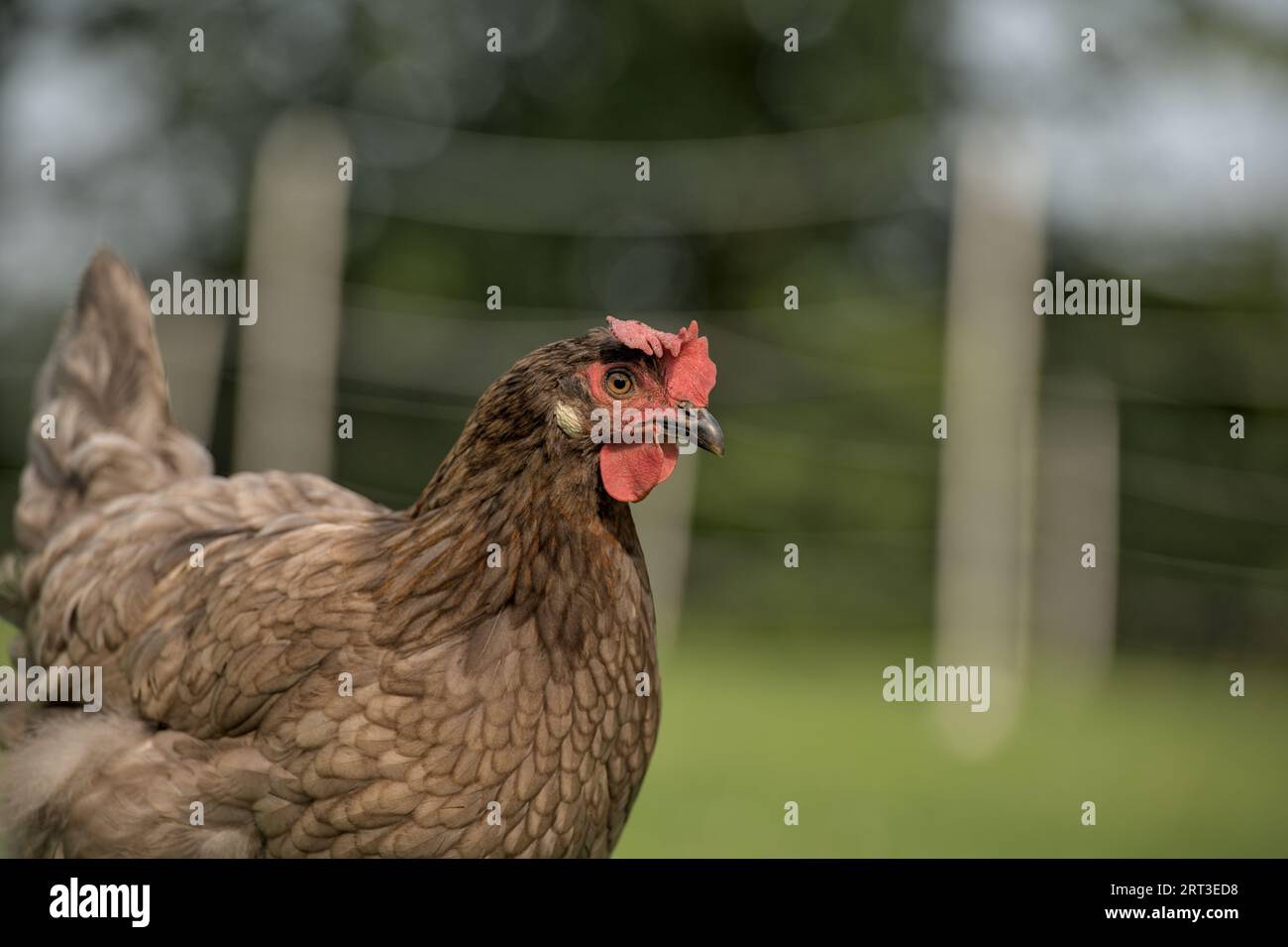 Brown hen gazing with sharp eye standing on green grass in natural ...