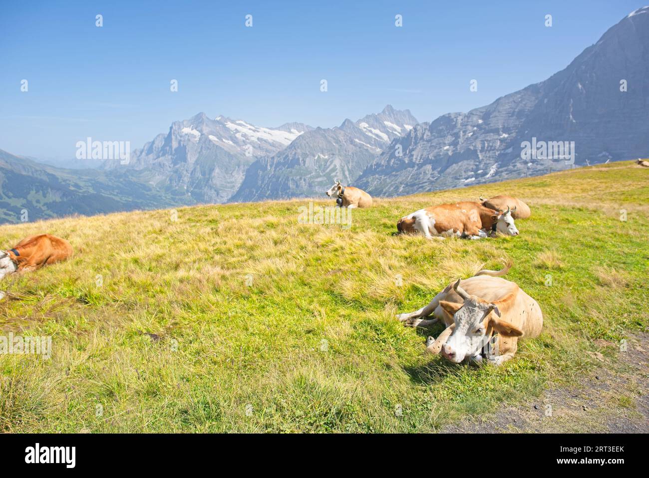 Swiss cows on an alpine pasture near Grindelwald Stock Photo - Alamy