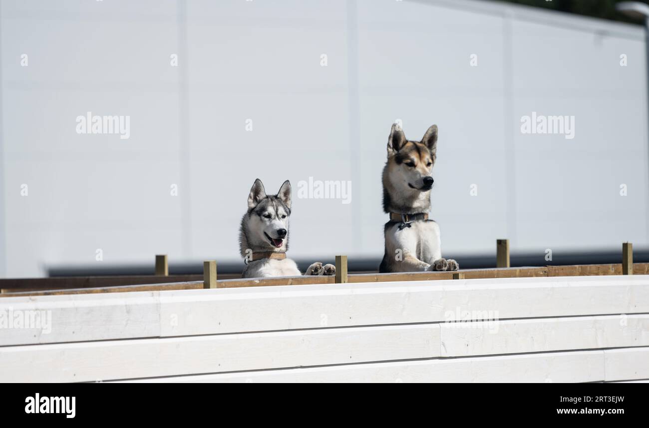 Two dogs behind fence hi-res stock photography and images - Alamy