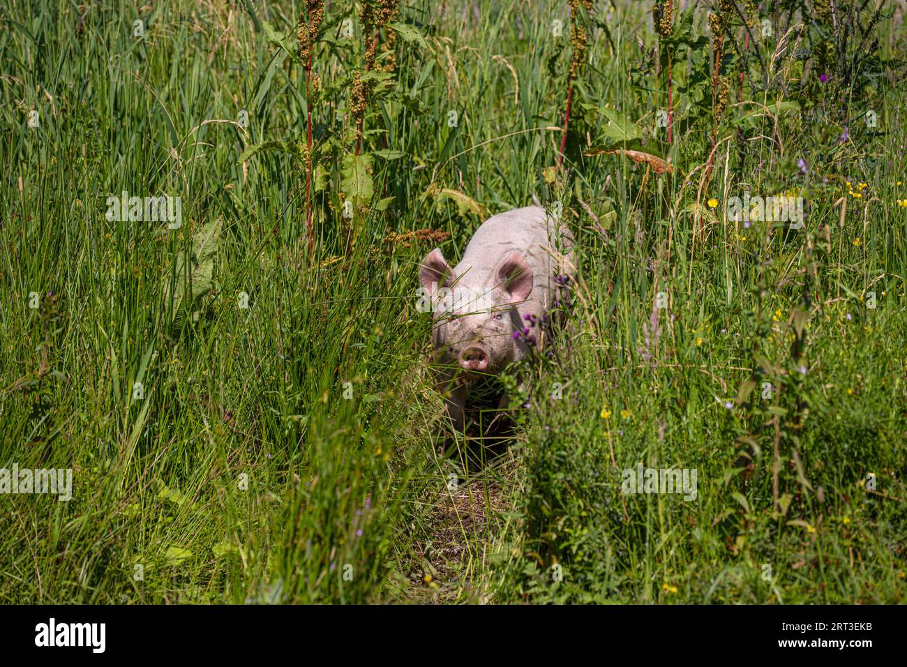 Pig running hi-res stock photography and images - Alamy